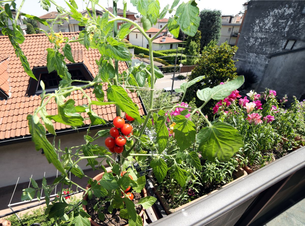 Comment faire pousser des tomates sur un balcon