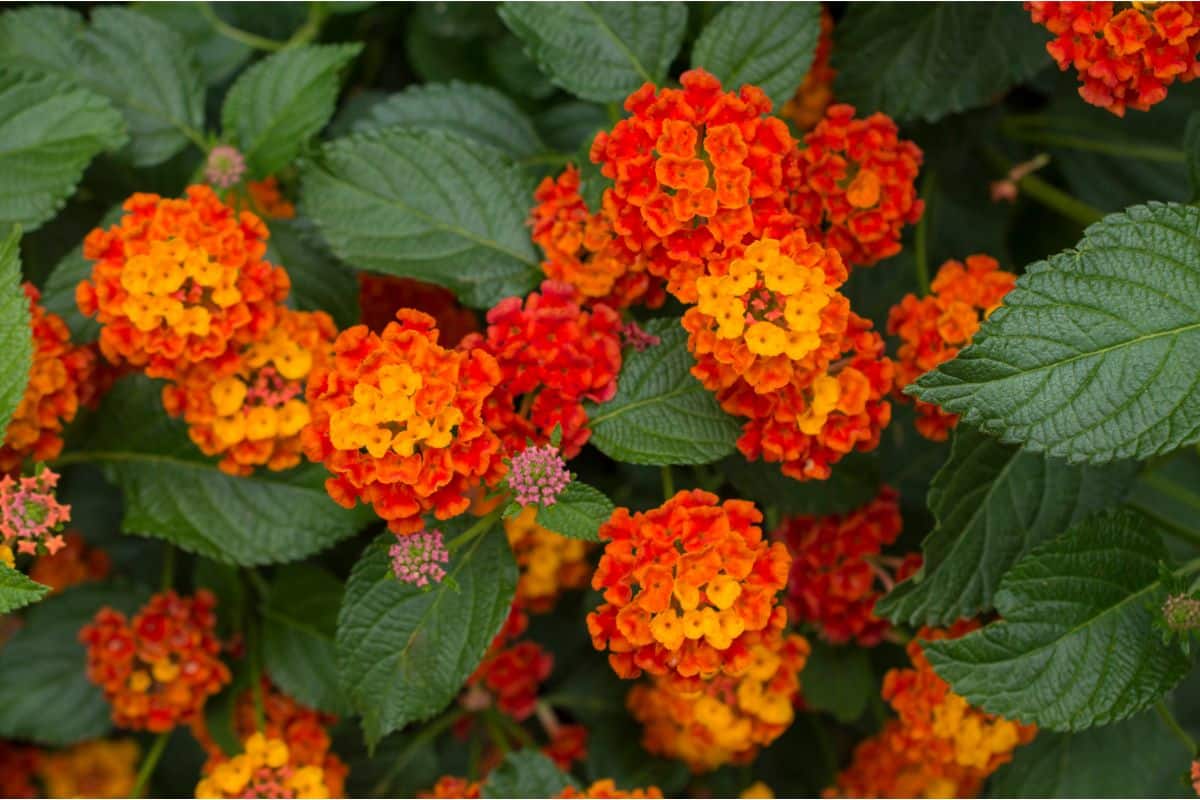 Lantana : comment et quand planter