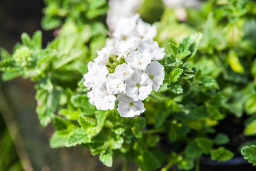 Pourquoi et comment planter de la verveine dans son jardin