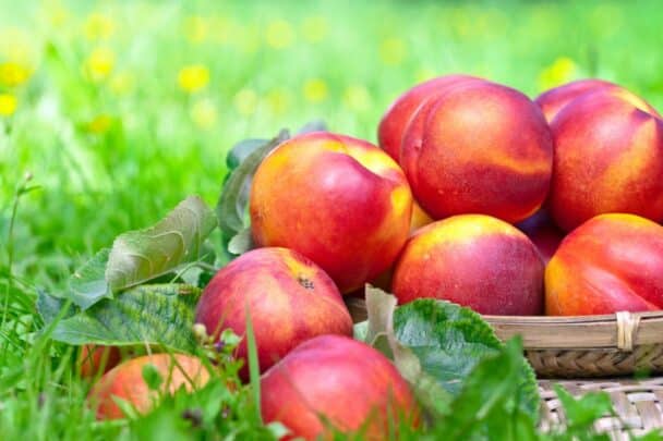 Pourquoi les nectariniers nains sont l'ajout parfait à un jardin